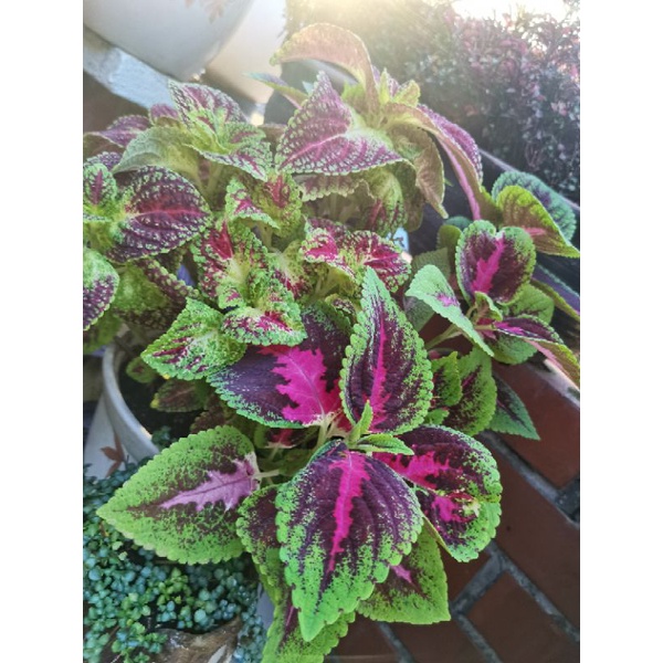 bunga ati ati plant 彩叶 | Shopee Malaysia