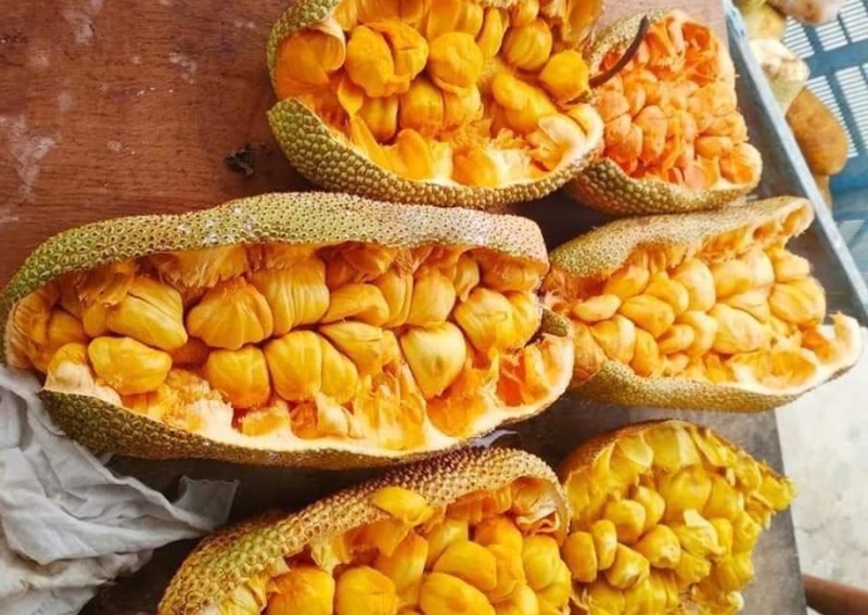 Anak Pokok Cempedak Champion aka King | Shopee Malaysia