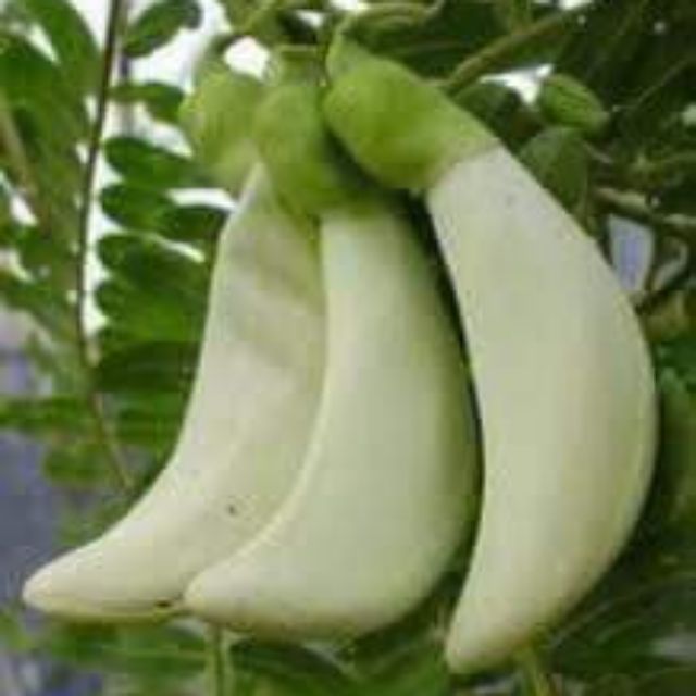 Pokok turi putih ( anak ) | Shopee Malaysia