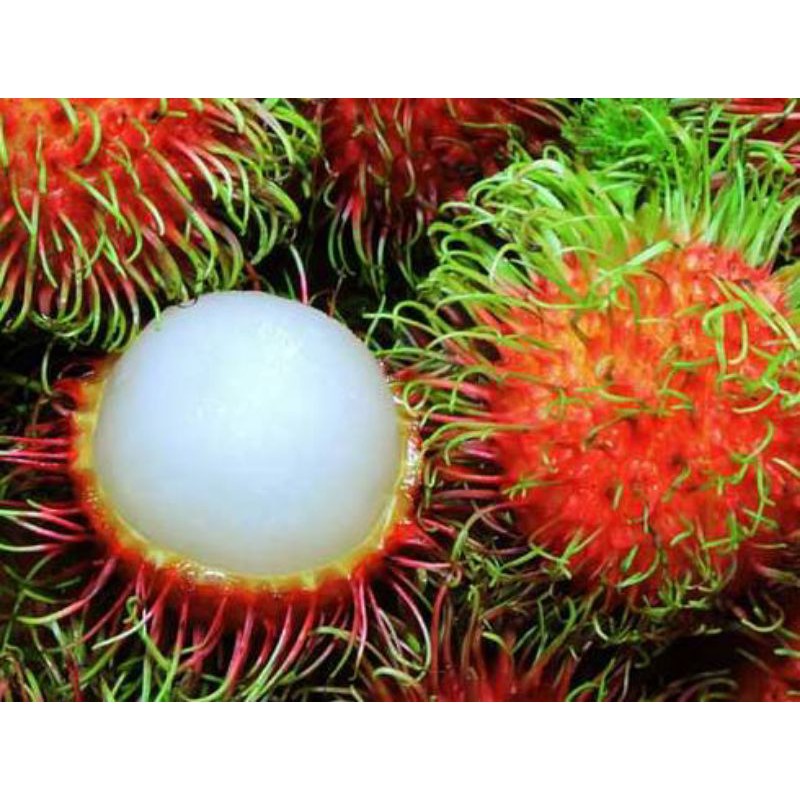 POKOK RAMBUTAN ANAK SEKOLAH(BUAH RANGUP) | Shopee Malaysia