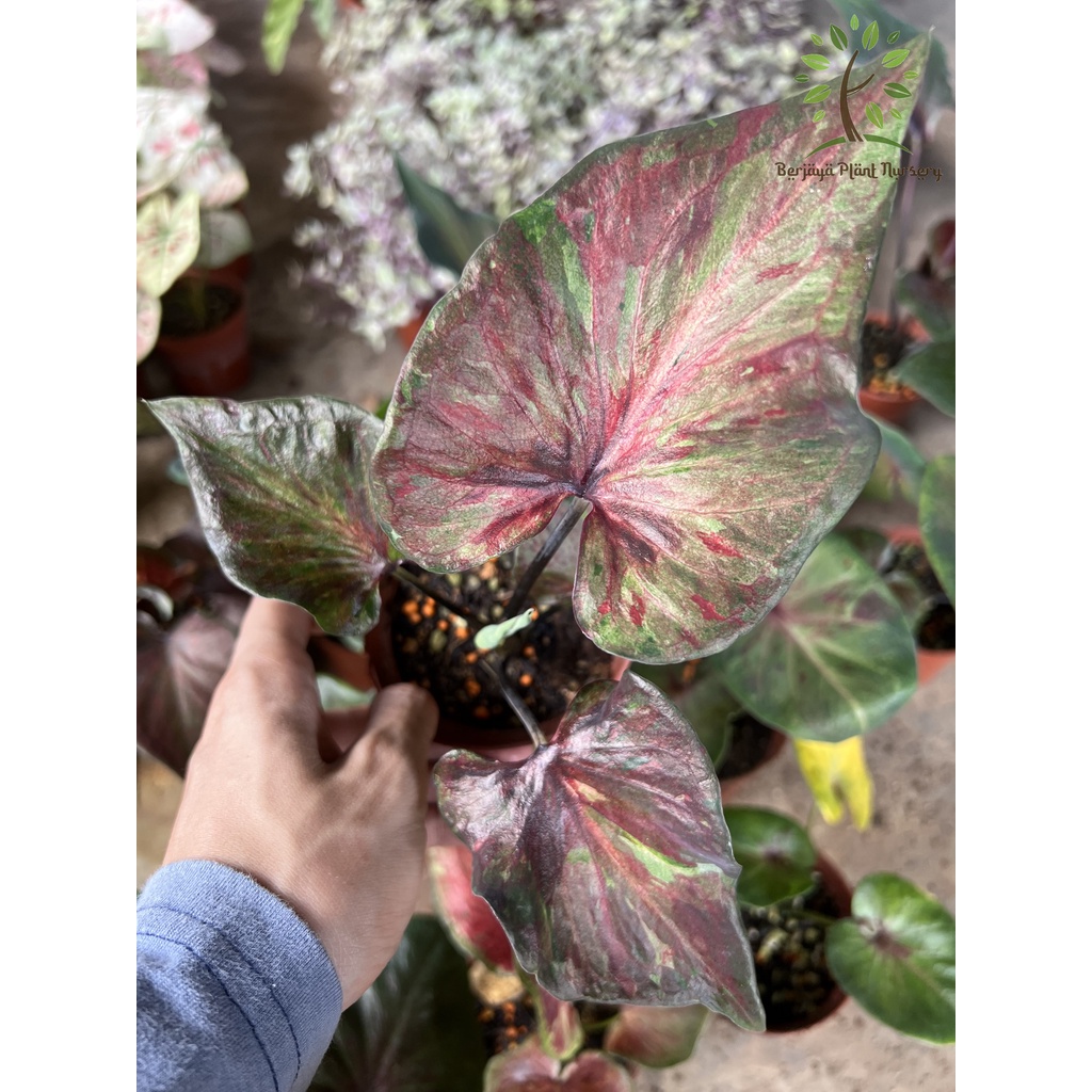 Berjaya Plant Nursery - Pokok Keladi/Caladium(Pokok Keladi Hidup/Pokok ...