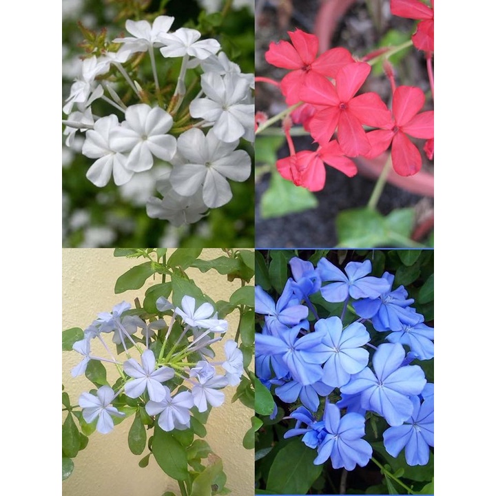 Anak Pokok Bunga Plumbago Putih, Merah, Baby Blue dan Imperial Blue ...