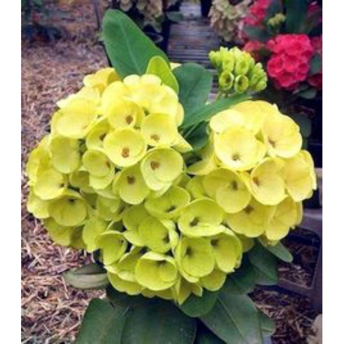 Cactus Kingdom - Euphorbia milli/Mahkota dewa set (3 colors) | Shopee ...