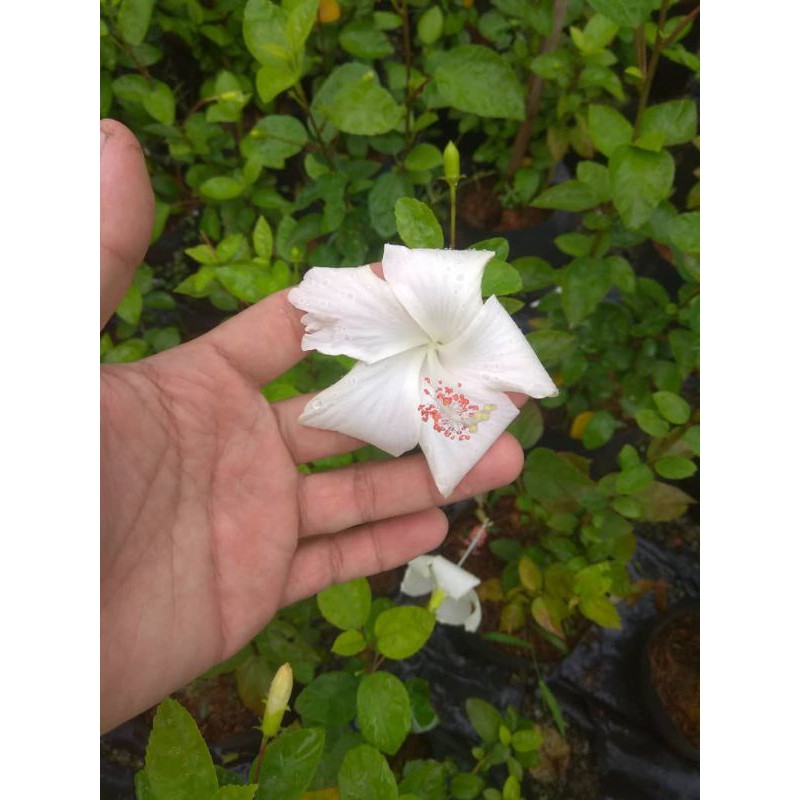Bunga Raya putih/white hibiscus | Shopee Malaysia