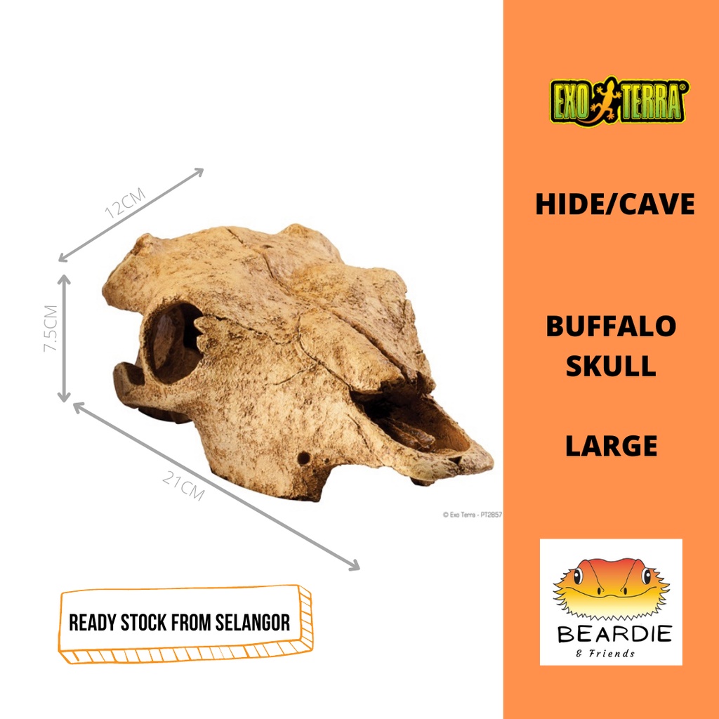 EXO TERRA BUFALLO SKULL LARGE HIDE CAVE REPTILE (PT2857) | Shopee Malaysia