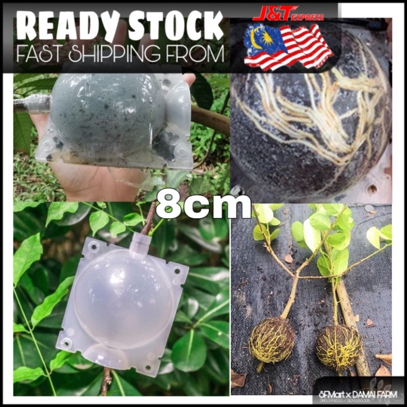 8cm Fruit Plant Tree Rooting Ball Root Box Plastic Case Transparent ...