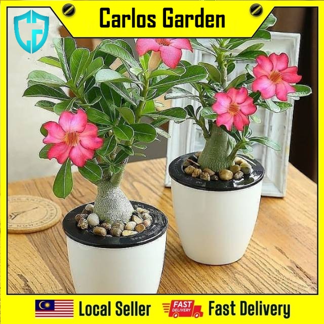 Anak Pokok Bunga Bongsai Bongzai Adenium Pokok Hiasan Senang Tumbuh ...