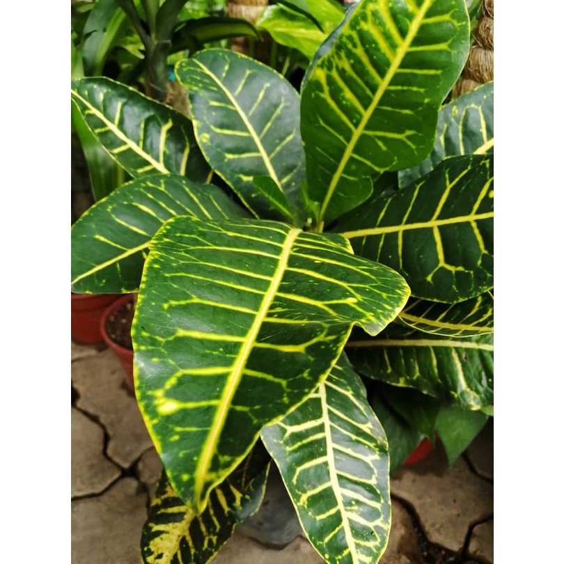 Codiaeum variegatum Rumph / Pokok Puding croton Outdoor Plant Hiasan ...