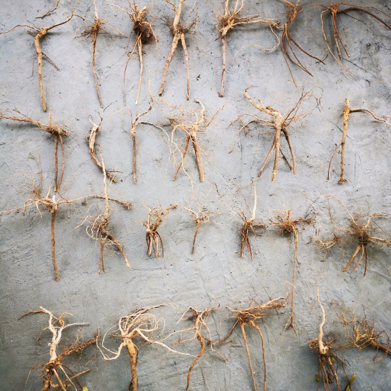 Driftwood (Akar senduduk) | Shopee Malaysia