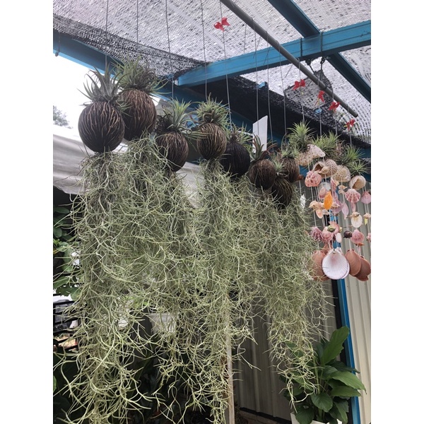 pokok air plant ( pokok janggut ) | Shopee Malaysia