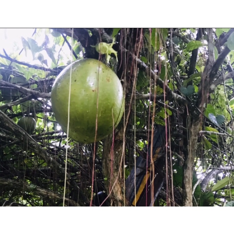 Buah Labu Kayu Segar untuk ikhtiar sakit kronik dan kesihatan | Shopee ...