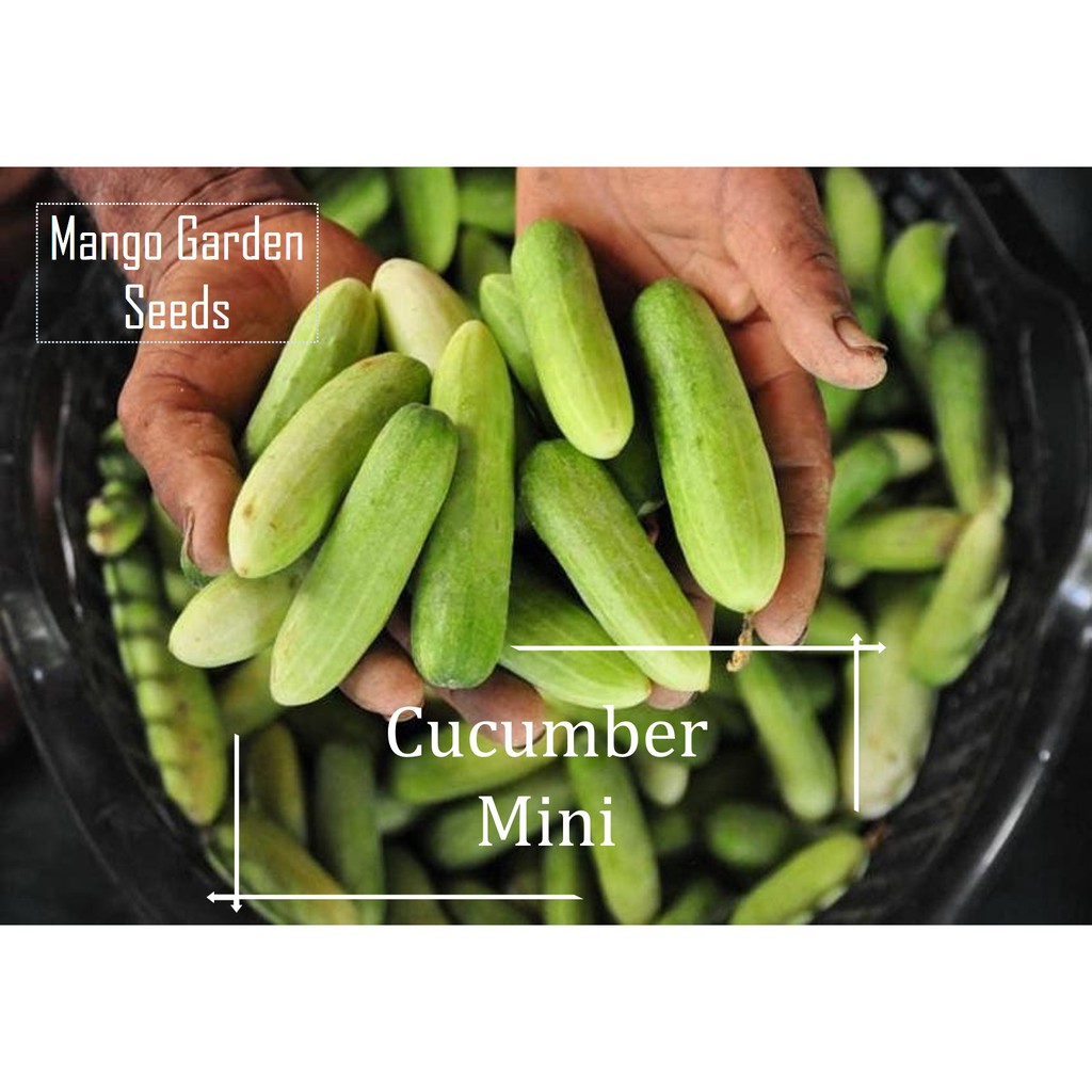 Mini Cucumber Seeds - 10 Seed *Pot Friendly* Tanam Pasu, Timun Kecil, Miniature Cucumber, Mini ...