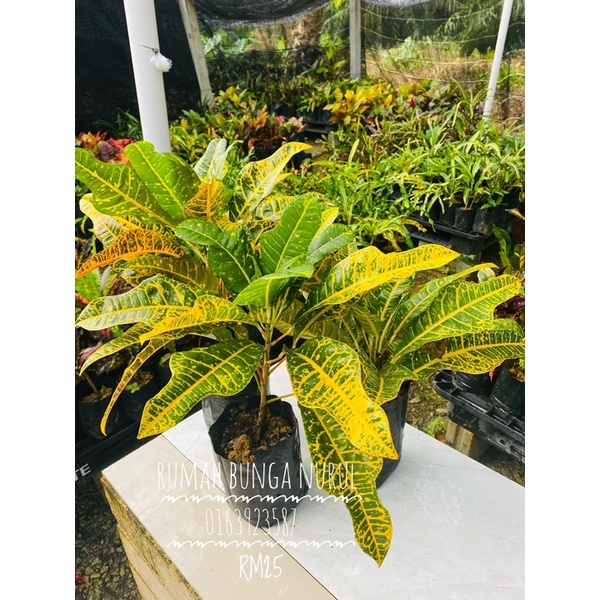 ANAK POKOK PUDING CROTON BATIK KUNING | Shopee Malaysia