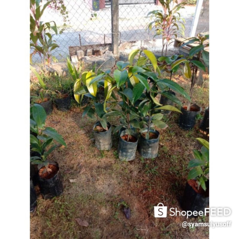 ANAK POKOK MANGGIS MASTER HYBRID(MANGOSTEEN MASTER HYBRID) | Shopee Malaysia