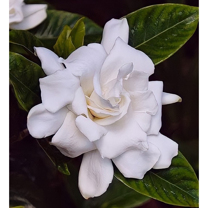 Pokok Bunga Gardenia Putih Wangi dan Harum / Bunga Cina Daun Besar🤍 ...