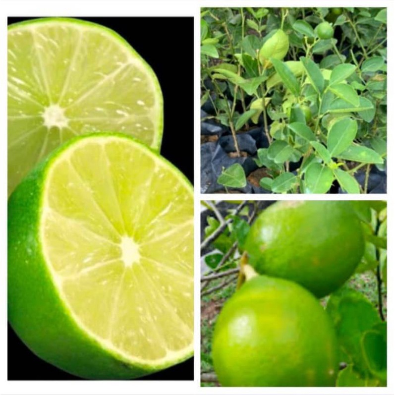 ANAK POKOK LIMAU NIPIS SEEDLESS / LIMAU NIPIS TAMPA BIJI BUAH BESAR ...