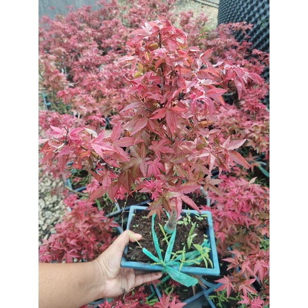Maple Tree /Pokok Maple Daun Merah/Pokok Hidup | Shopee Malaysia