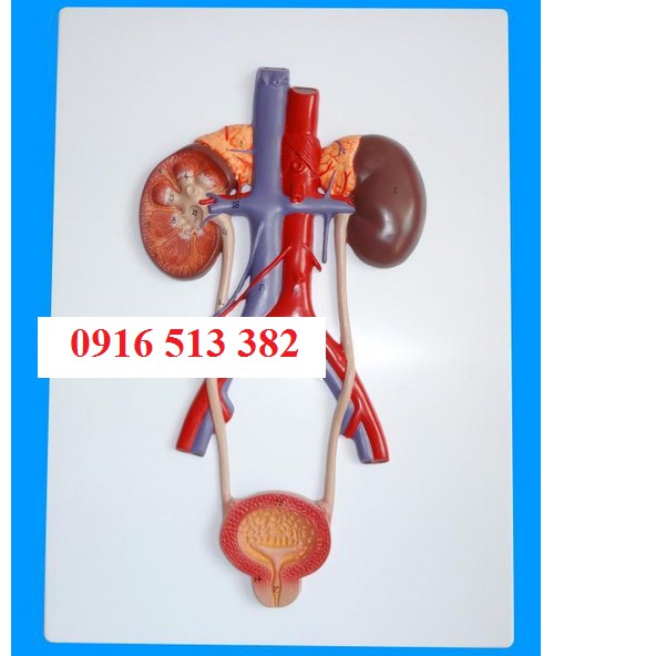Model of urinary system surgery | Shopee Malaysia