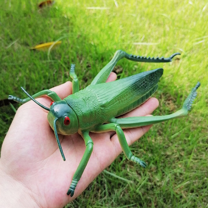 Mary Creepy Lifelike Fake Realistic Spiders Cricket Ladybug Grasshopper ...