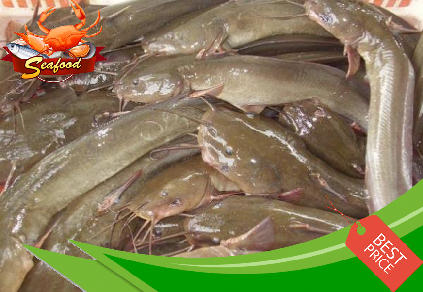 Ikan Sembilang / Catfish - 1kg/pkt | Shopee Malaysia