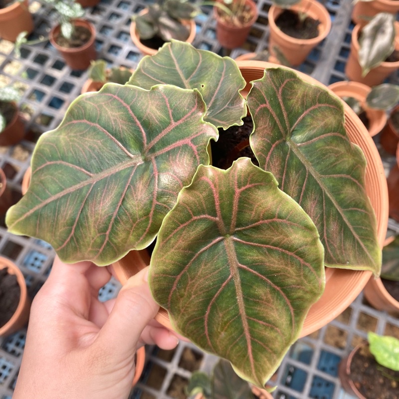 Alocasia Silver Dragon/Mirror Face/Dragon Scale/Azlanii/Infernalis/Pink ...