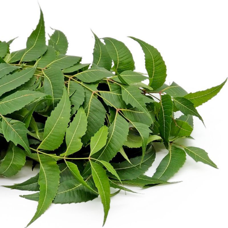 100G Daun Semambu Segar | Neem Leaves Fresh | Shopee Malaysia