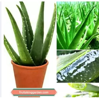 BIG LEAF EDIBLE ALOE VERA KOREA (LIDAH BUAYA DAUN MEGA BOLEH DI MAKAN ...