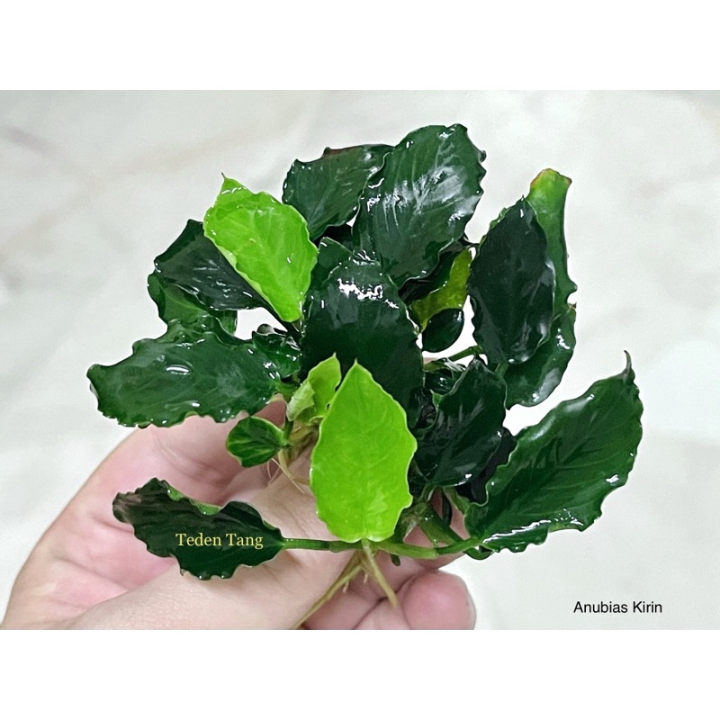 Anubias Kirin & Mini Kirin - Aquatic Aquarium Plant | Shopee Malaysia
