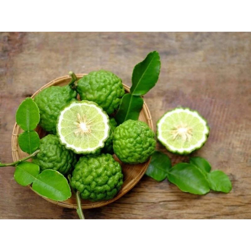 Pokok Buah Keratan Lemon australia lime keffir limau nipis seedless ...