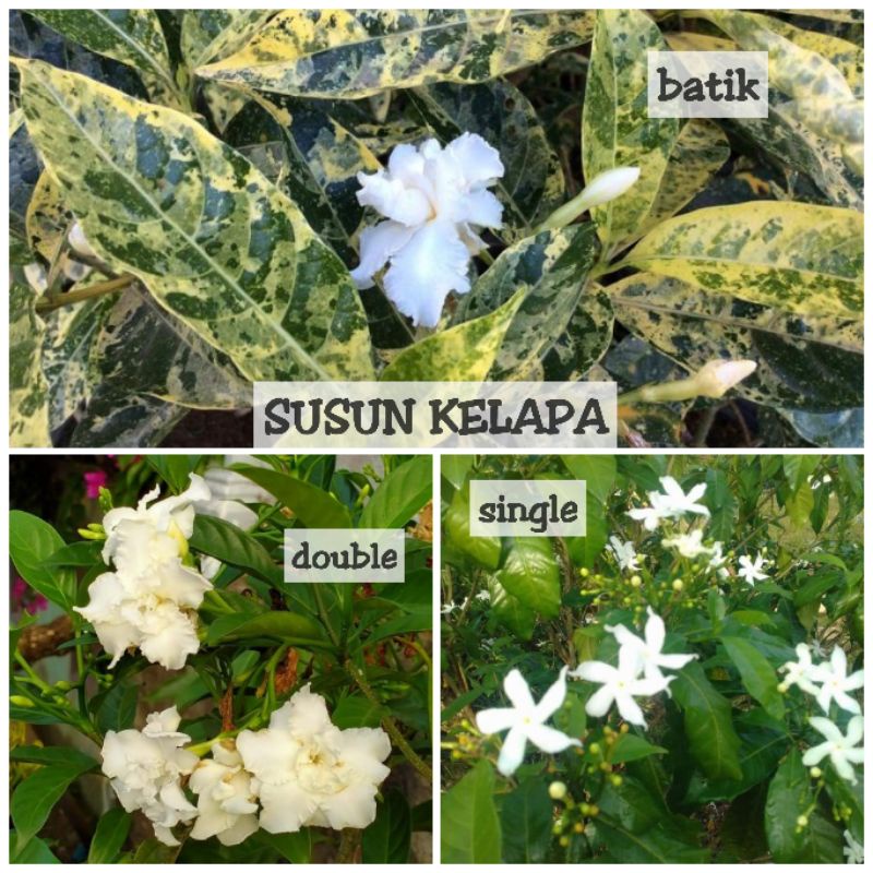 Pokok Bunga Wangi Susun Kelapa Indian Crepe Jasmine Tabernaemontana ...