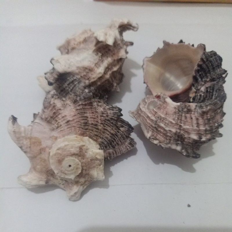 DOLPHIN TURBAN SHELL SHELL SHELL SHELL | Shopee Malaysia