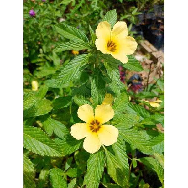 MKT - Turnera subulata / Cuban Buttercup plant sapling / Anak Pokok ...