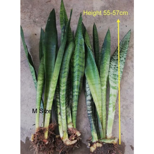 sansavera snake plant green spot jenis besar | Shopee Malaysia