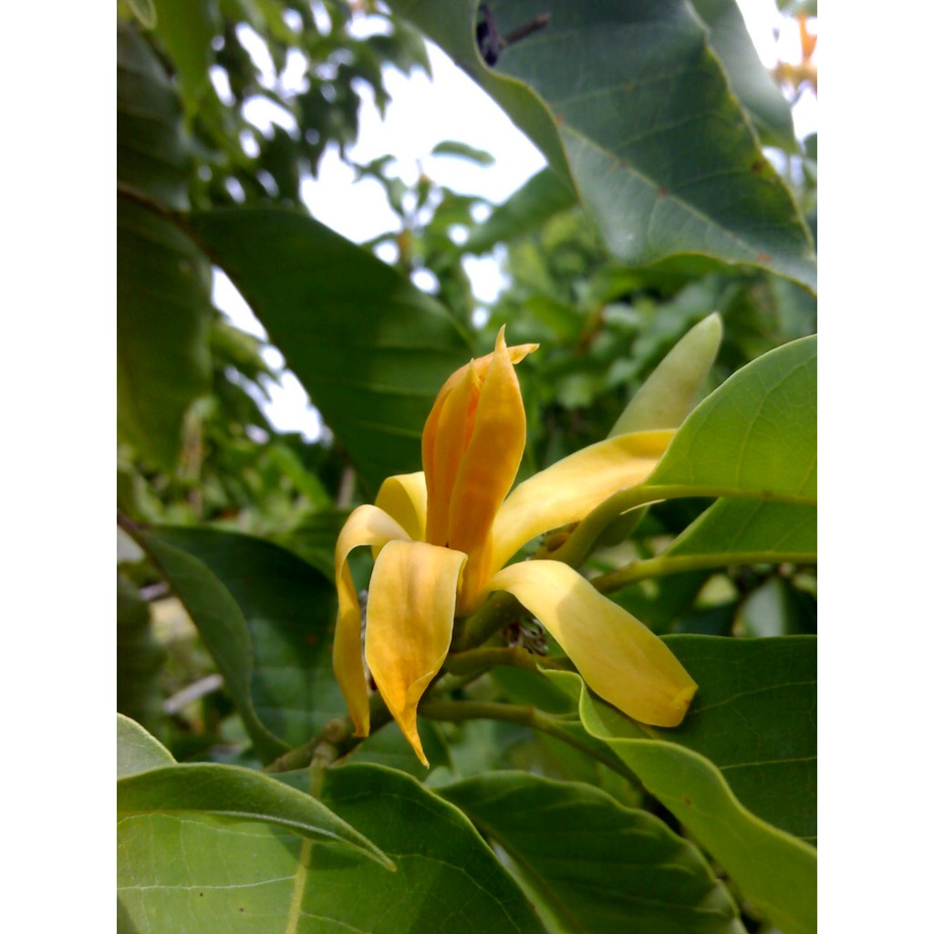 ANOR - Anak Pokok Cempaka Kuning / Michelia champaca Plant Sapling ...