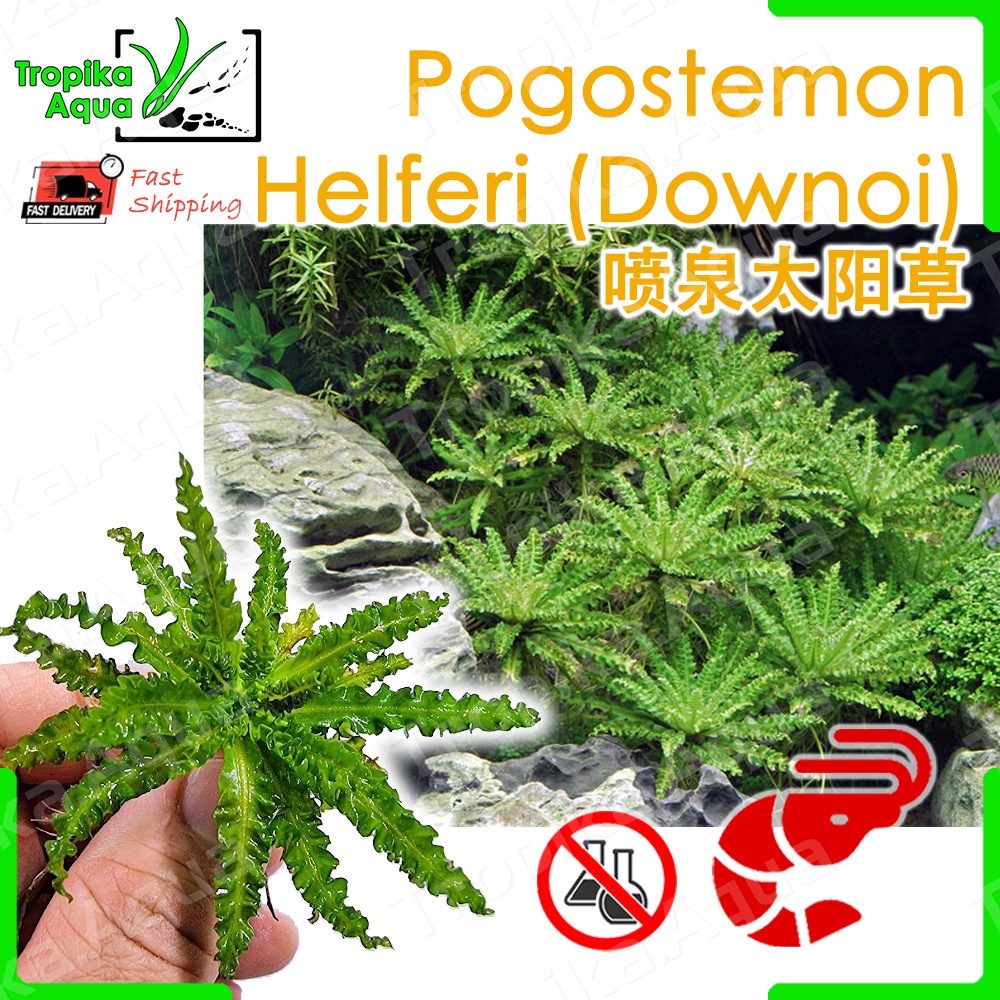 Pogostemon Helferi (Downoi) 喷泉太阳草 - aquarium aqua plant [medium ...