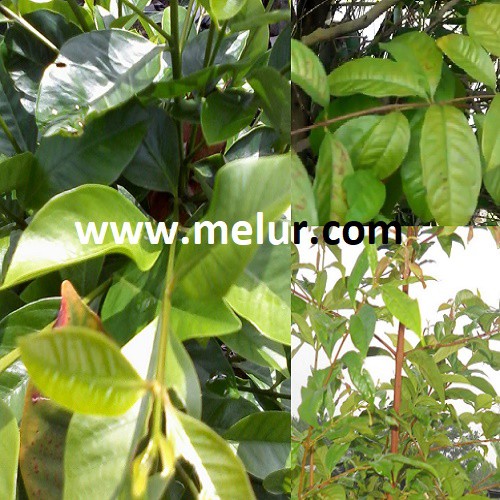 ANOR - Anak Pokok Serai Kayu ( Pokok ulam dan Herba ) | Shopee Malaysia