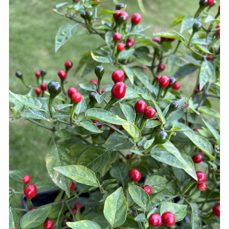 15pcs Mini Cherry Chili Seeds / Biji Benih Cili Ceri 樱桃小辣椒种子 | Shopee ...