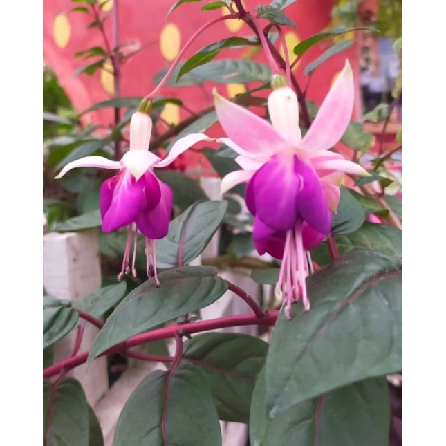 Bunga Malaikat Climbing Lanterns Flower (bunga light pink purple ...