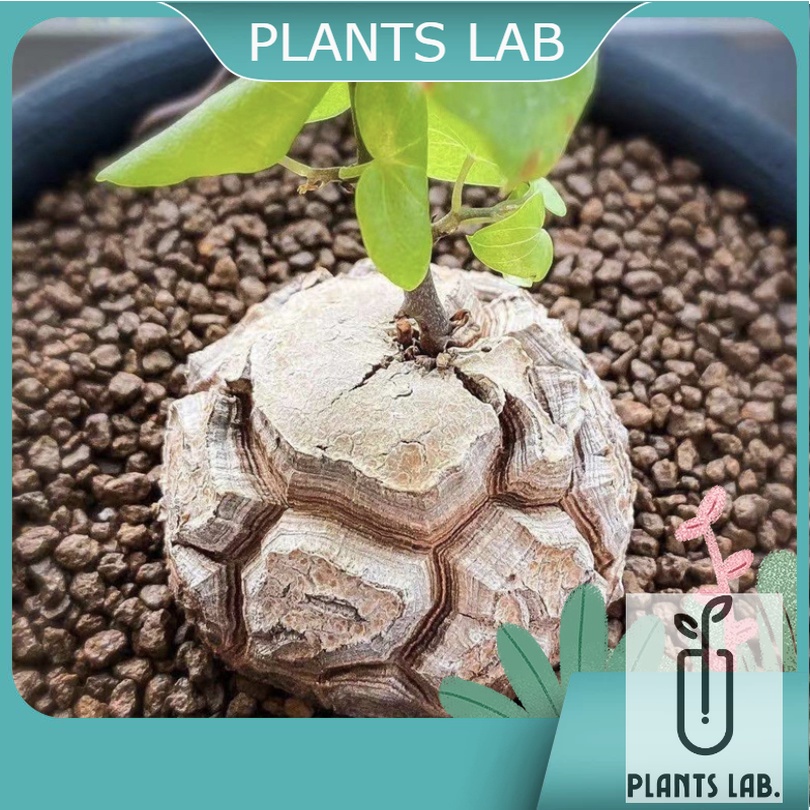 Cactus Caudex Dioscorea Ephantipes 龟甲龙 块茎类 | Shopee Malaysia