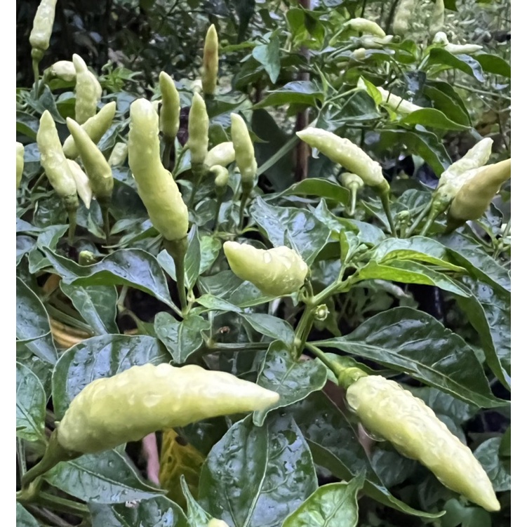 Benih Cili Padi Kampung Putih 20Pcs *PEDAS💯 小米椒种子 | Shopee Malaysia