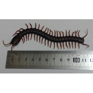 Rubber Centipede 12cm | Shopee Malaysia
