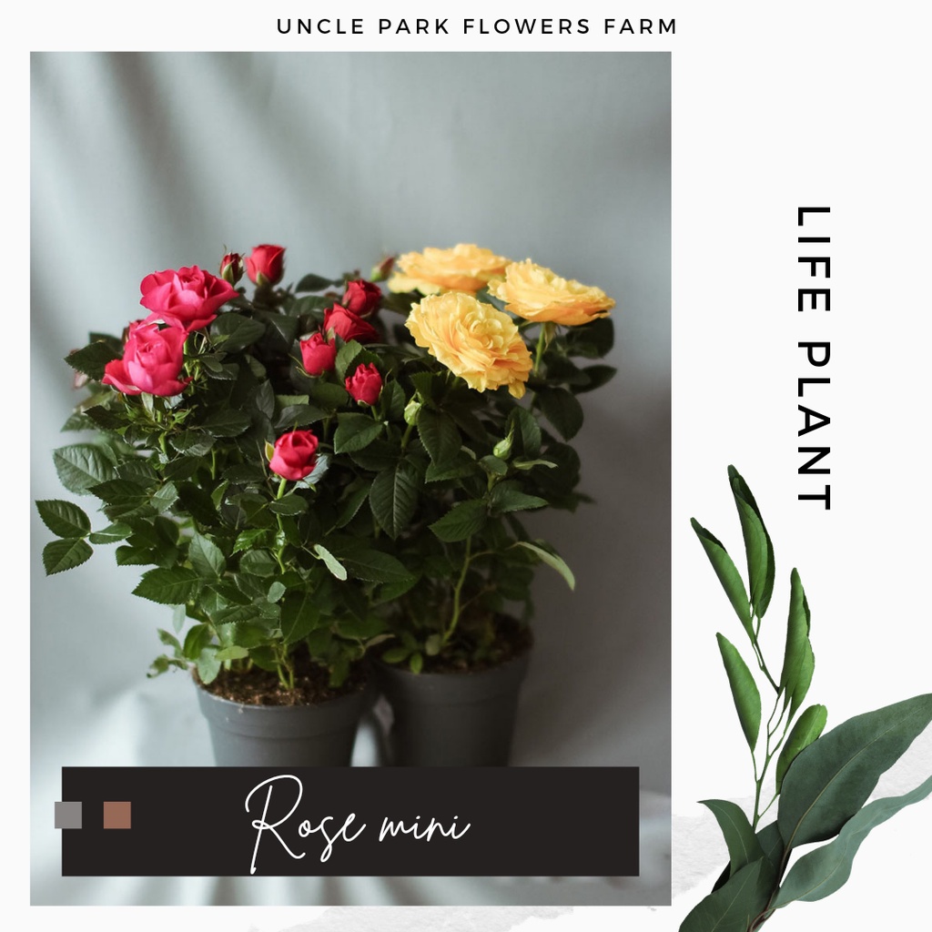 Anak Pokok Bunga Ros🌹Pokok Rose🌹Cameron Rose Pot 🌹Denmark Branded🌹Real ...