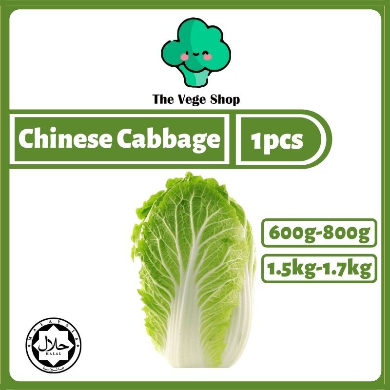 Kubis Cina / Chinese Cabbage / Wong Pek 黄芽白 大白菜 Fresh Vegetable ...