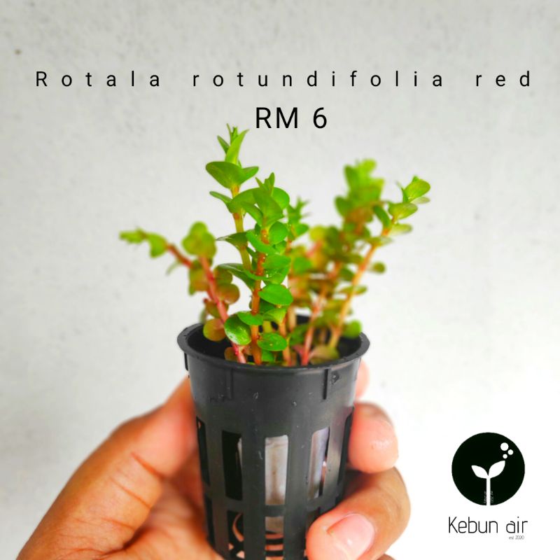 🔥🔥Buy 5 free 1🔥🔥 AQUATIC PLANT/AKUATIK/POKOK AIR/POKOK AKUARIUM ...