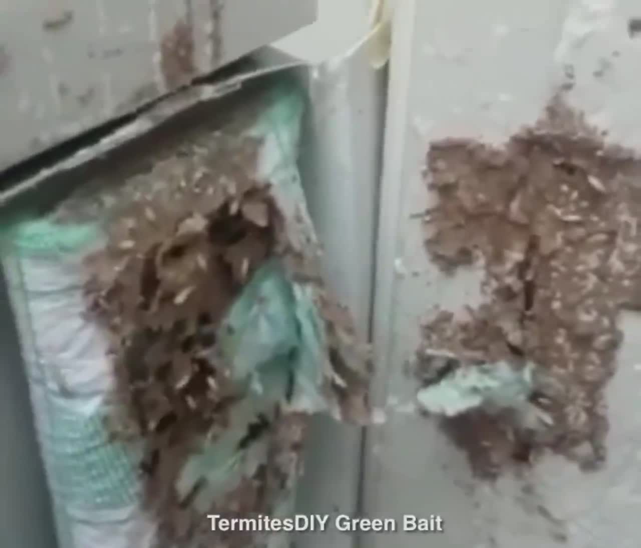 Termite Original Termites DIY ( green bait ) Termite Baiting system ...