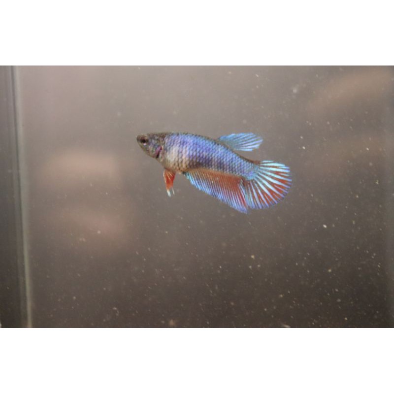 Female betta ( Candy koi + Fancy) | Shopee Malaysia