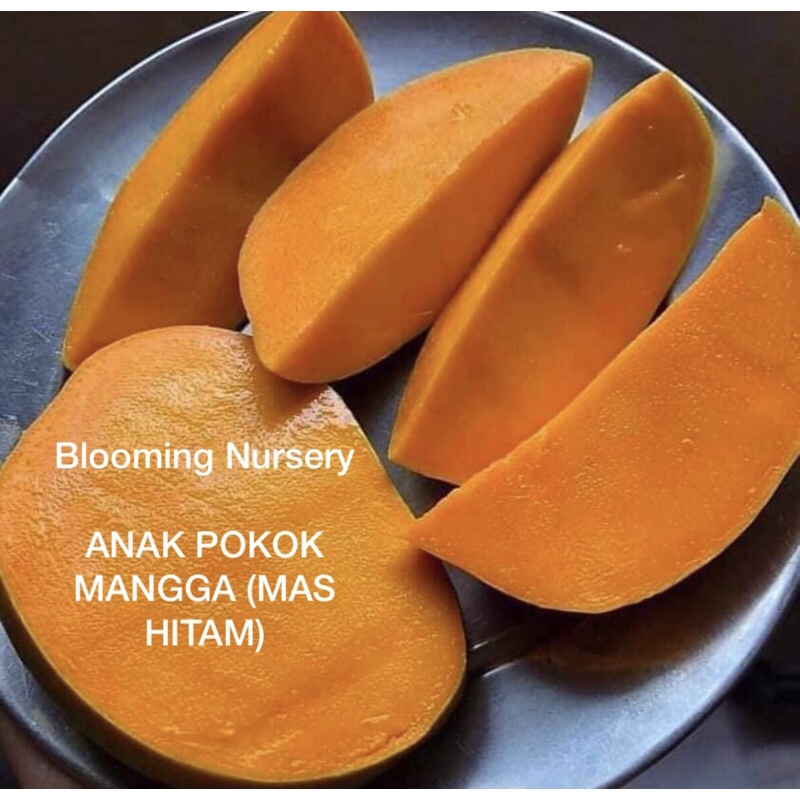 ANAK POKOK MANGGA (MAS HITAM) TERMURAH MANGO FRUIT LIVE PLANT ( 25 cm ...