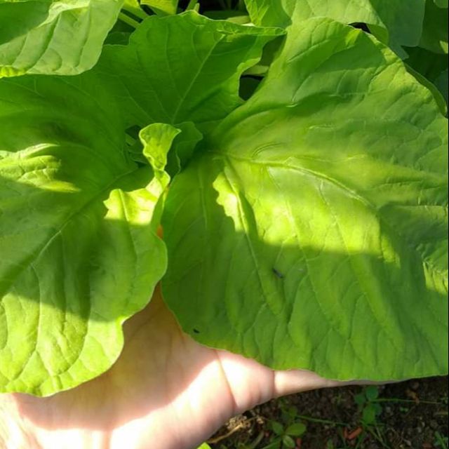 2 gram benih bayam bulat bayam hijau green amaranth seed Benih sayur ...