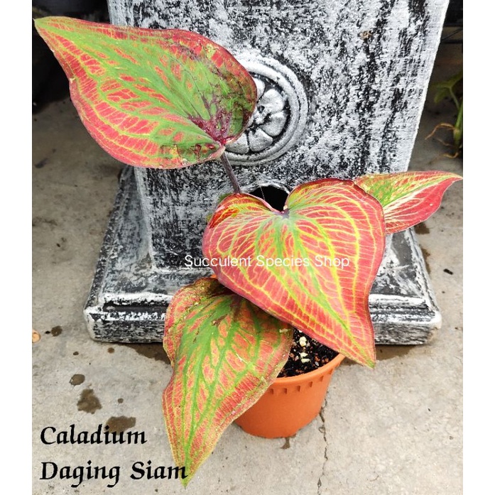 Caladium Darkstar/Frankenstein/Misty/Serene/Splendid/Gerhana/Strawberry ...