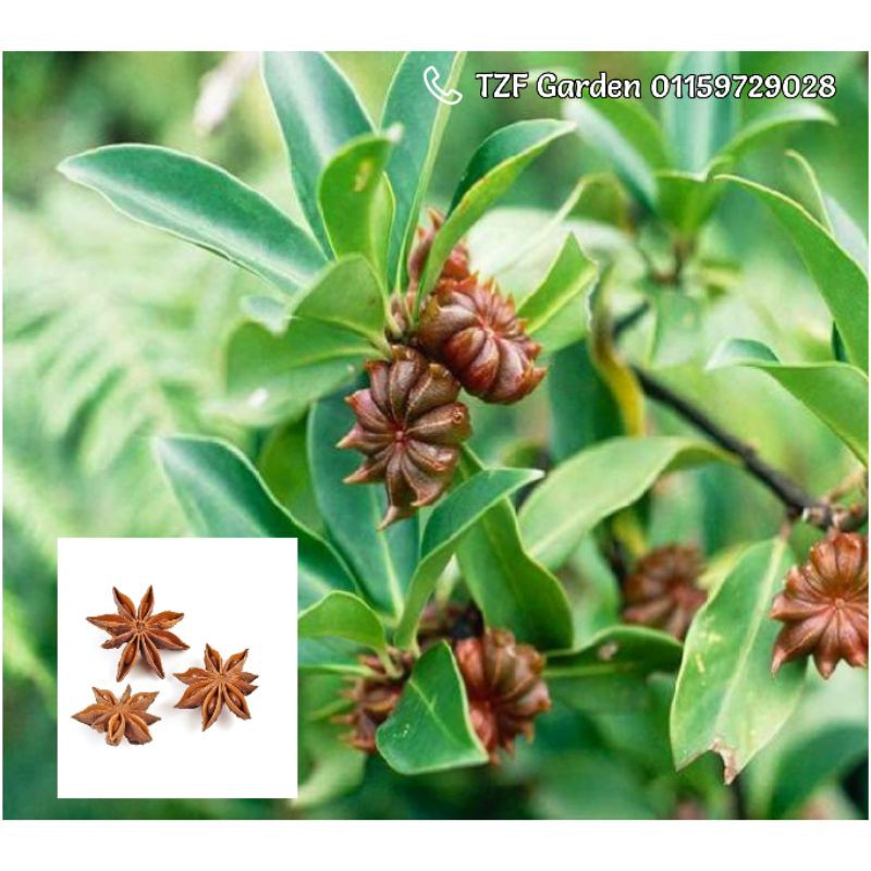 Pokok Bunga Lawang Star Anise cengkih kayu manis cinnamon pelaga thai ...